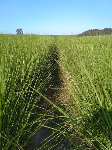Vetiver Grass Vetiver Grass Plants Resilience In Rural Kenya