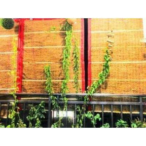 Buy Vetiver Curtains, Khus Curtains @Rs 65 : KHUSPLAZA. – Khusplaza