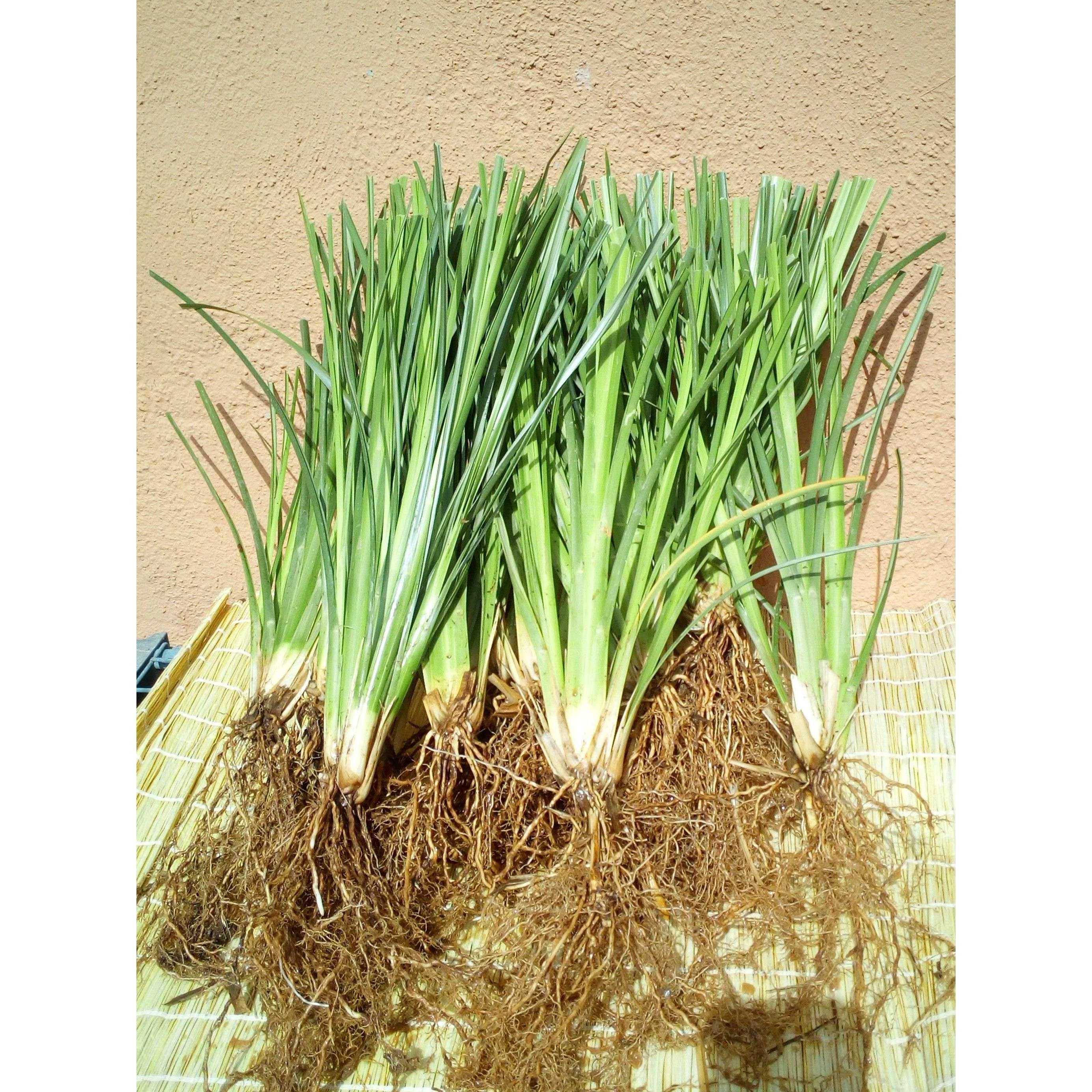 Vetiver Live plants for garden 20 nos. – Khusplaza